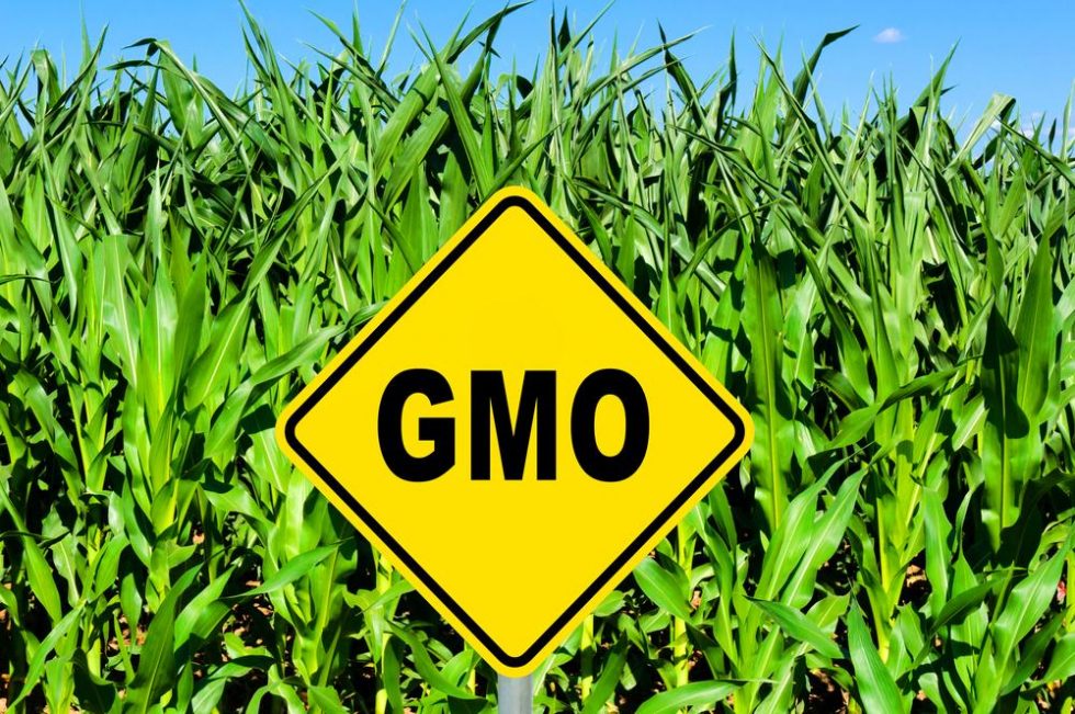 Save The Honeybees: Plant These - Raw Food Magazine