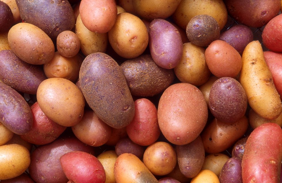Does the Potato Diet Really Work? - Raw Food Magazine